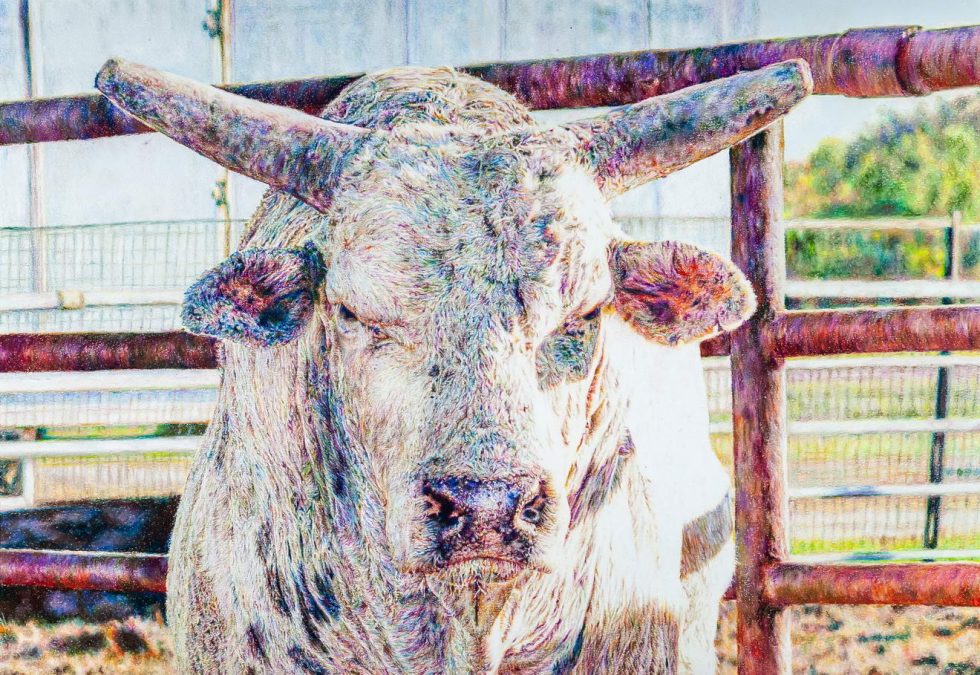 At the Houston Livestock Show and Rodeo, It's the Student Artists Time ...