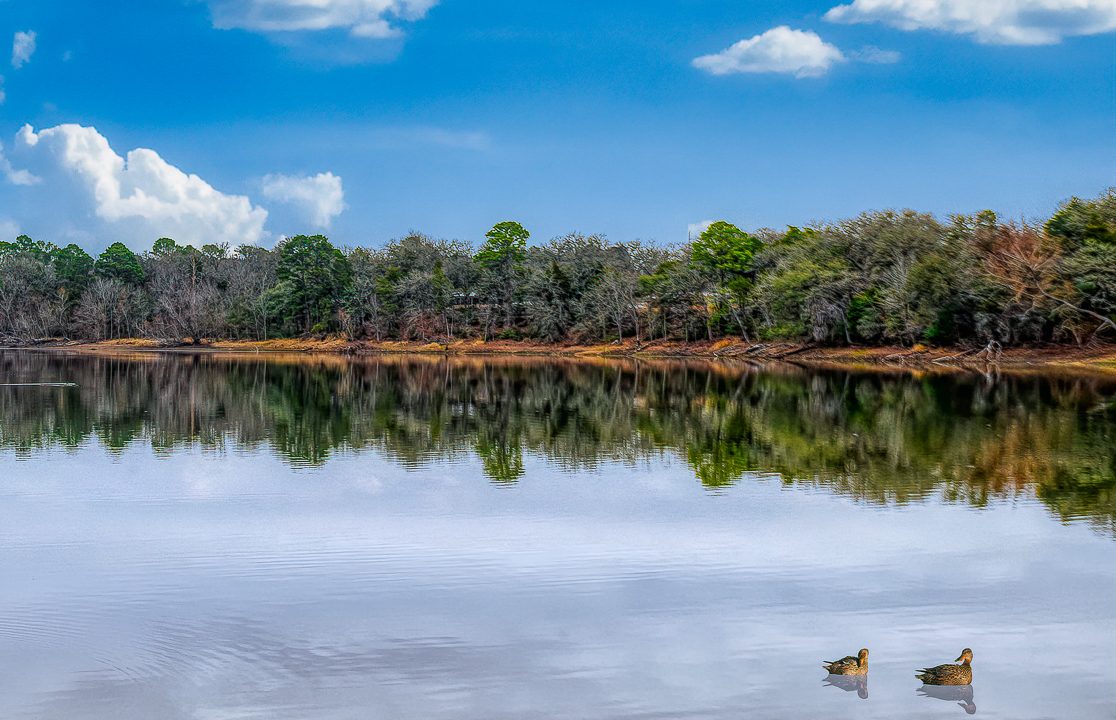 Get Lost in the Pine Forest of Bastrop and Buescher State Parks