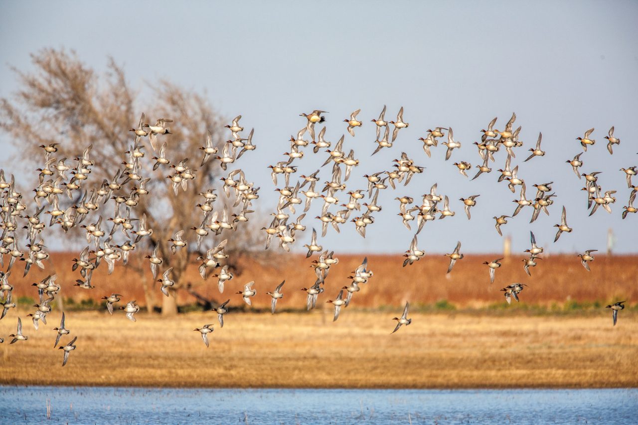 Playa Lakes Are the Panhandle’s Greatest Resource