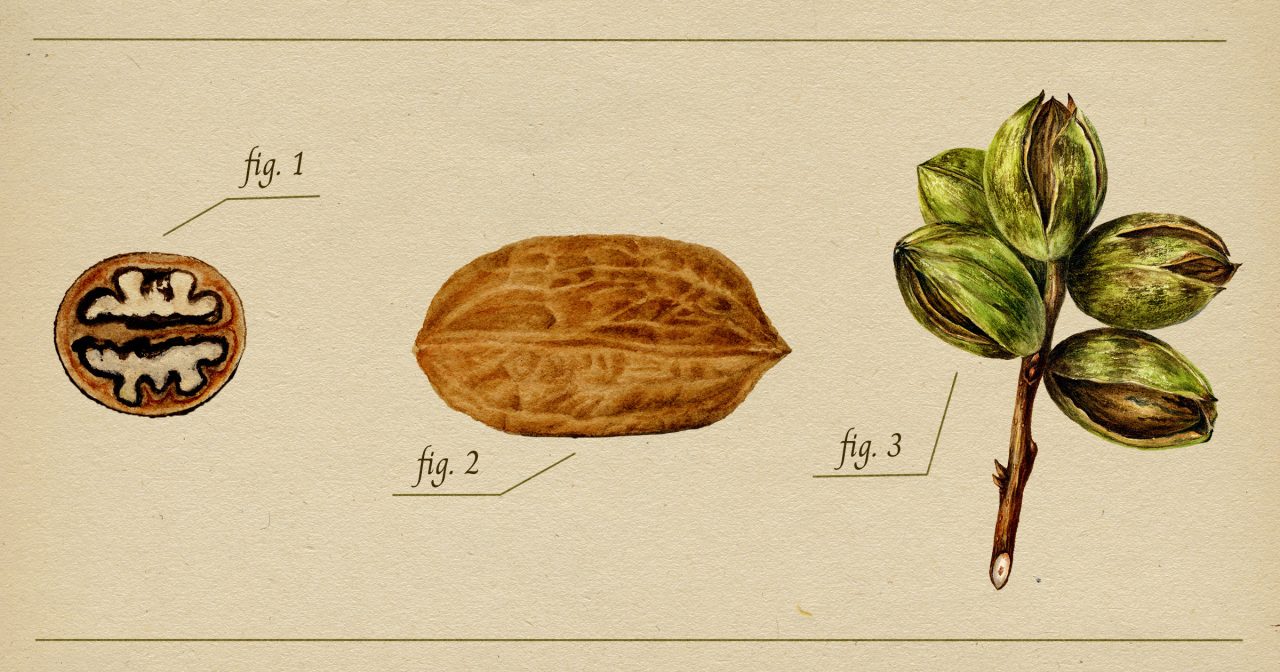 What the Drought Means for Texas Pecans This Holiday Season