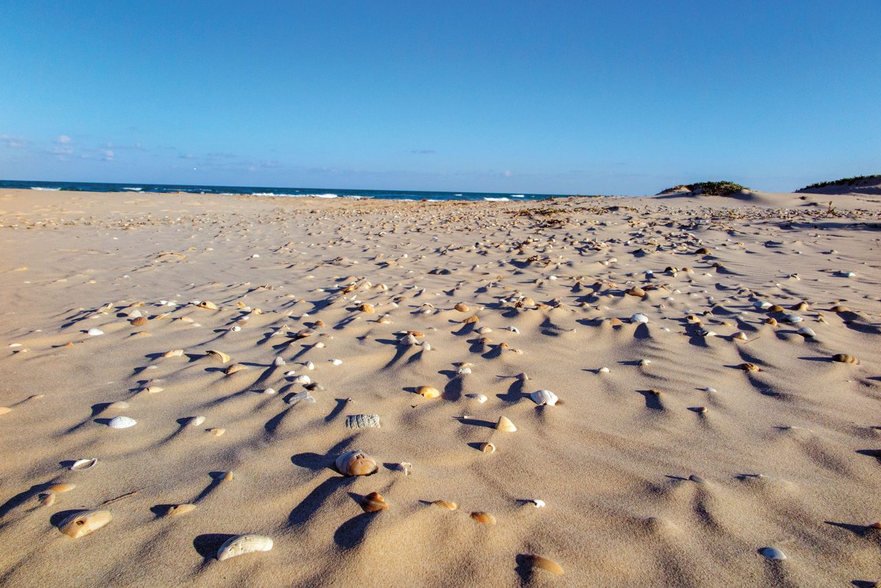 Winter Is the Season for Hunting Seashells in Texas