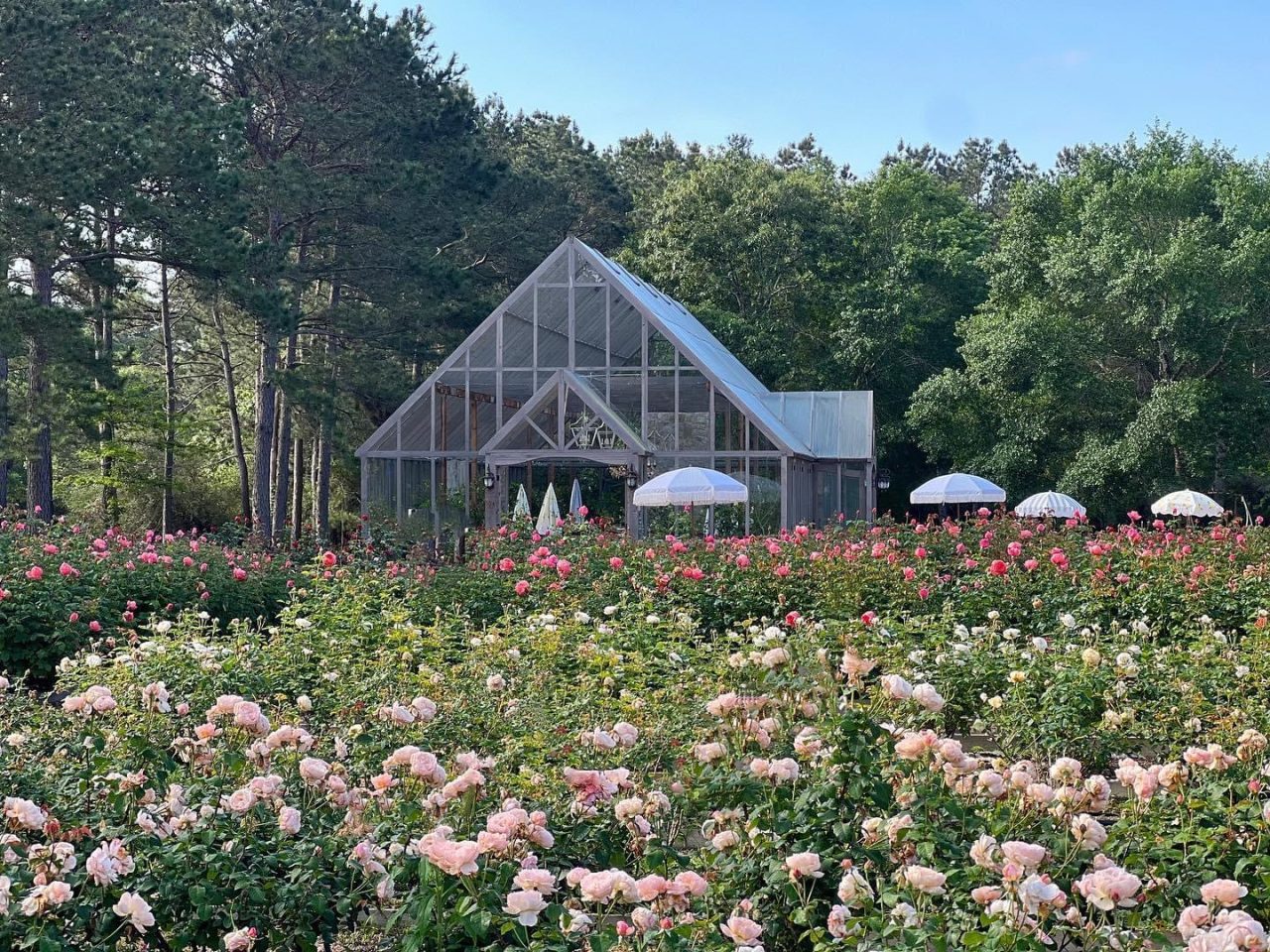 Visit Life in Rose Farm in Magnolia Near Houston