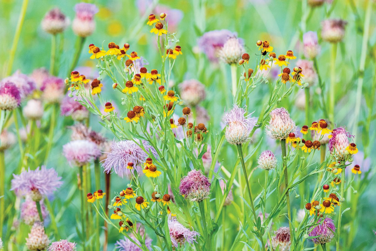 Your Guide to Maximizing Texas Wildflower Season