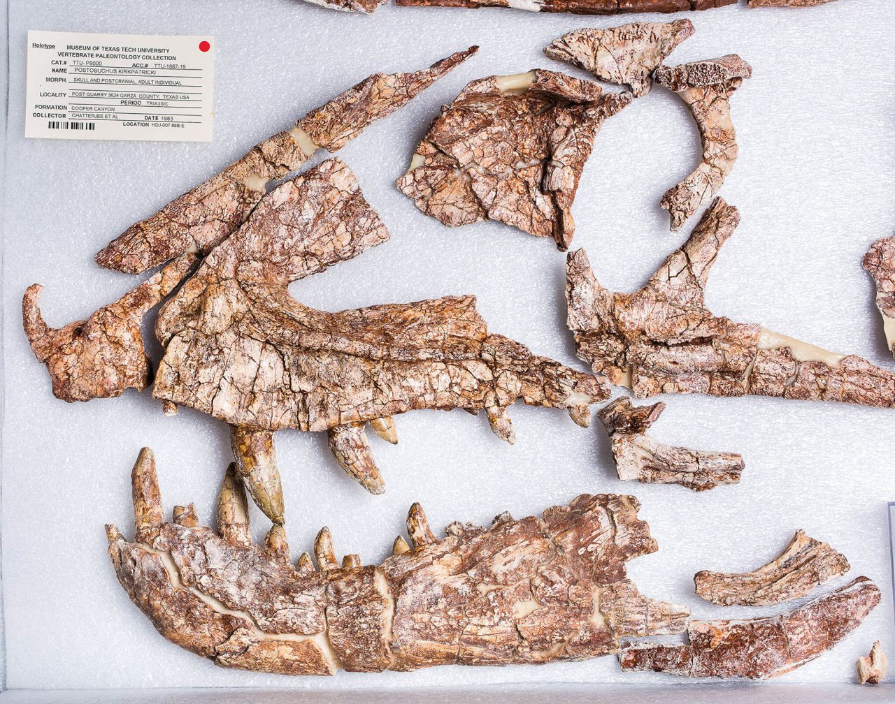 Travel Back in Time to Prehistoric Texas