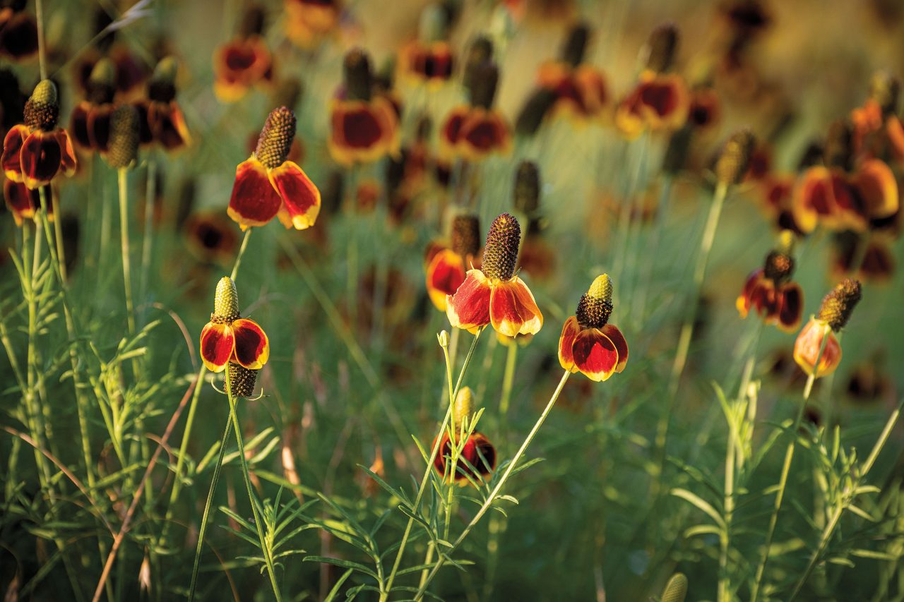 The Splendor of Texas Wildflowers on Full Display