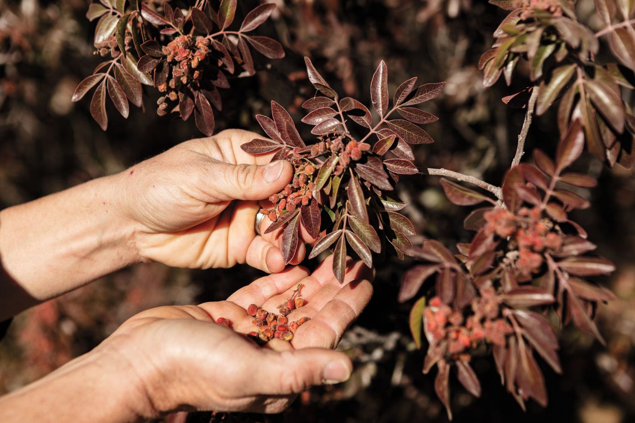 One Man’s Quest to Transform the West Texas Desert