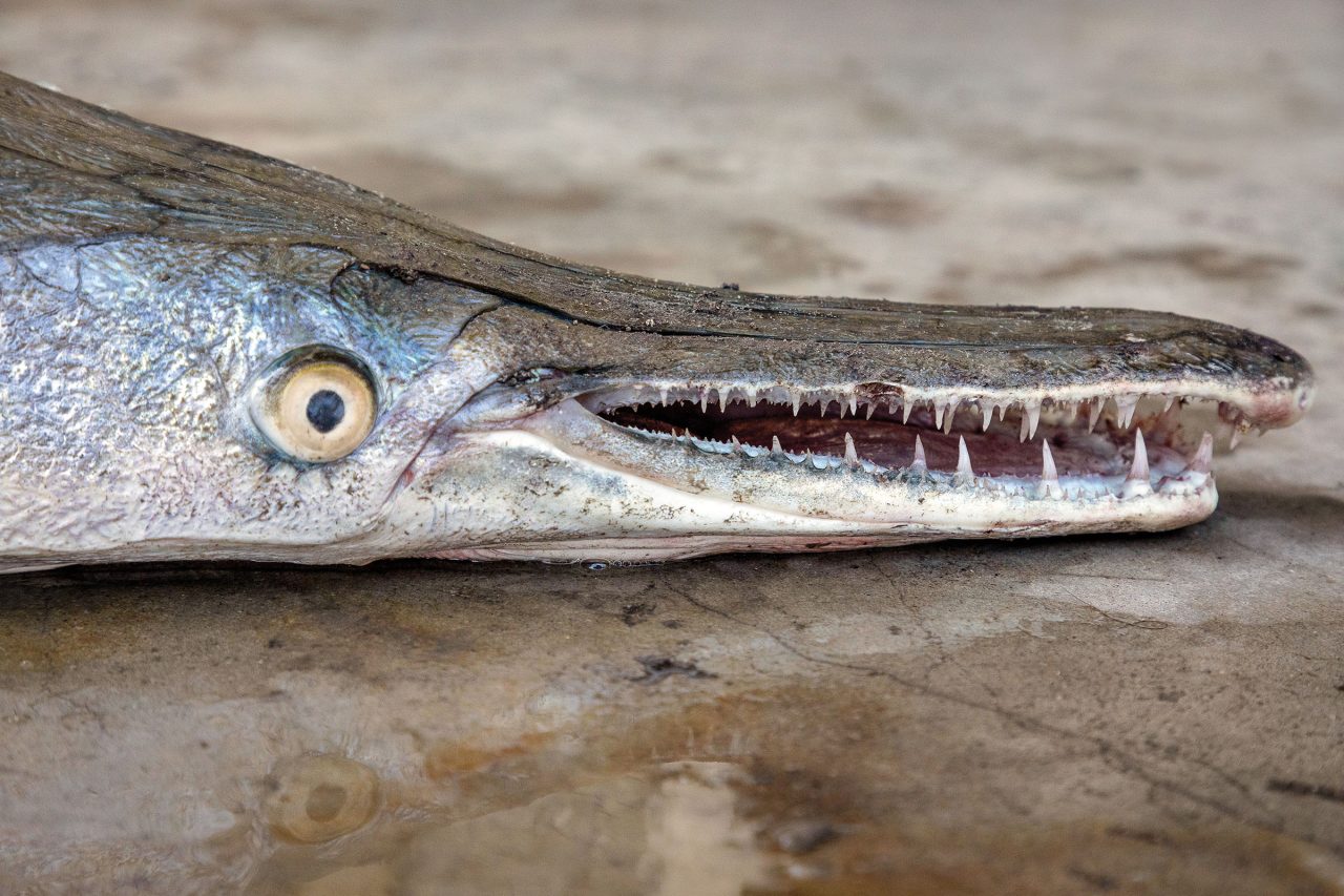 Alligator Gar Is a Rio Grande Valley Delicacy