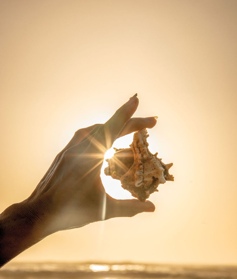Dig for Seashell Treasures on Padre Island