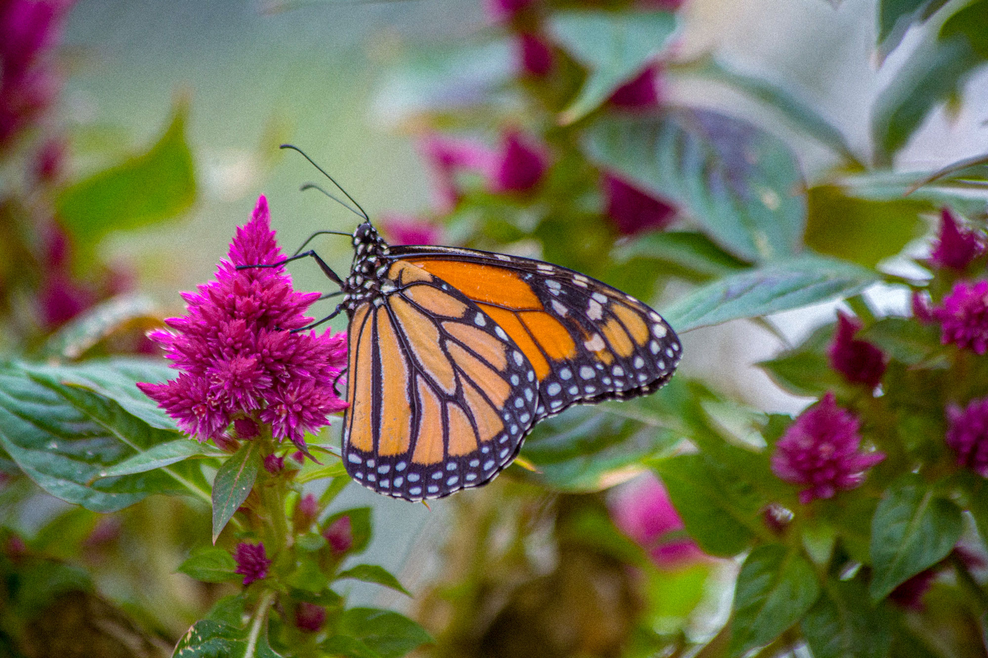A Texan's Guide to Butterfly Season