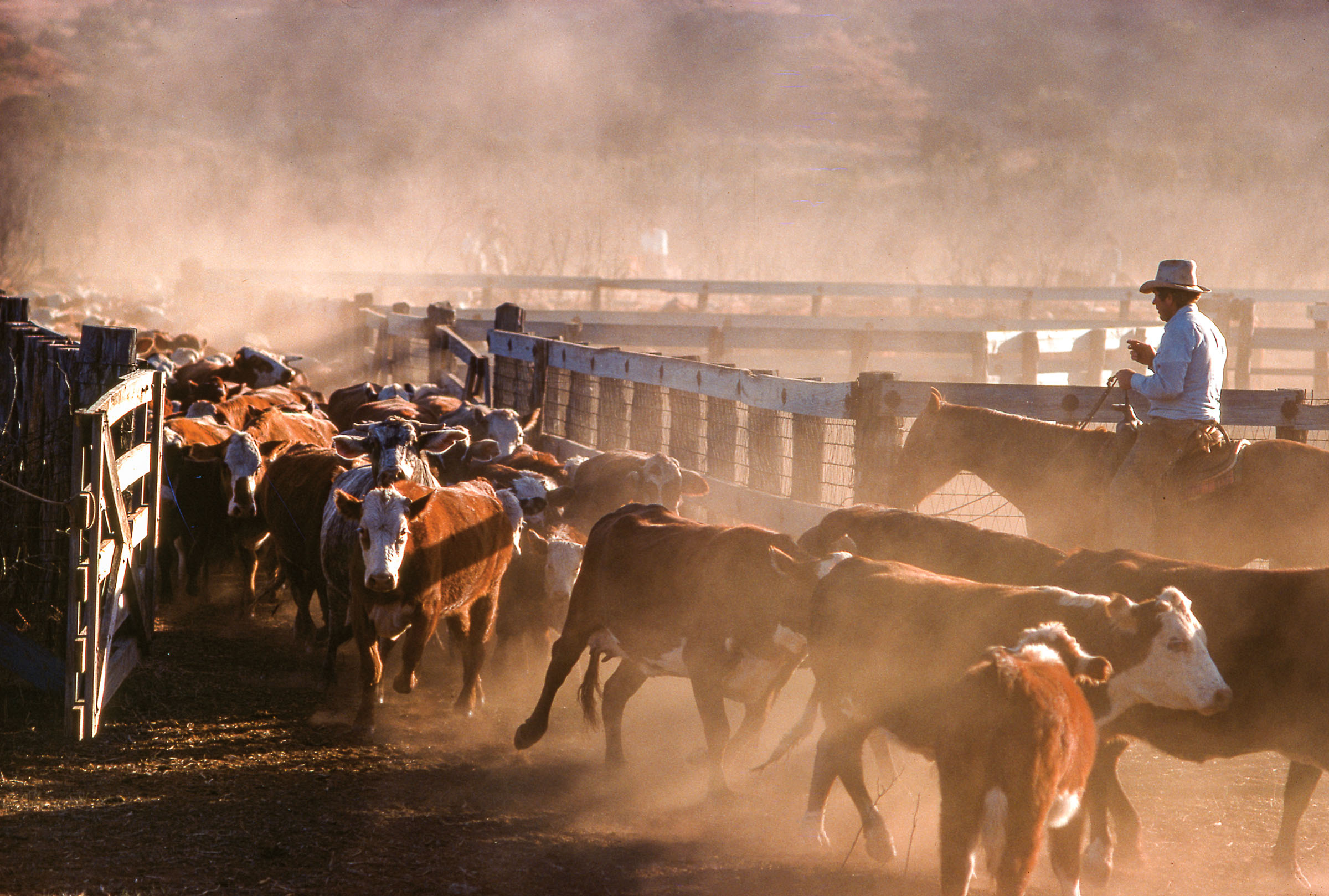 Capturing a Cattle Roundup
