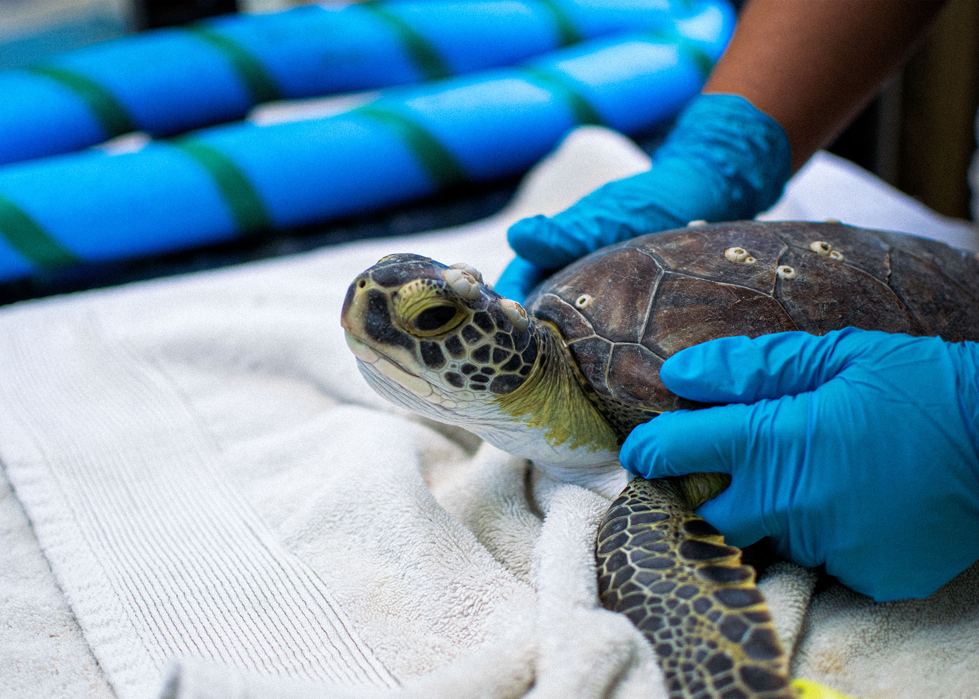 Inside the World's Largest Sea Turtle Hospital on SPI