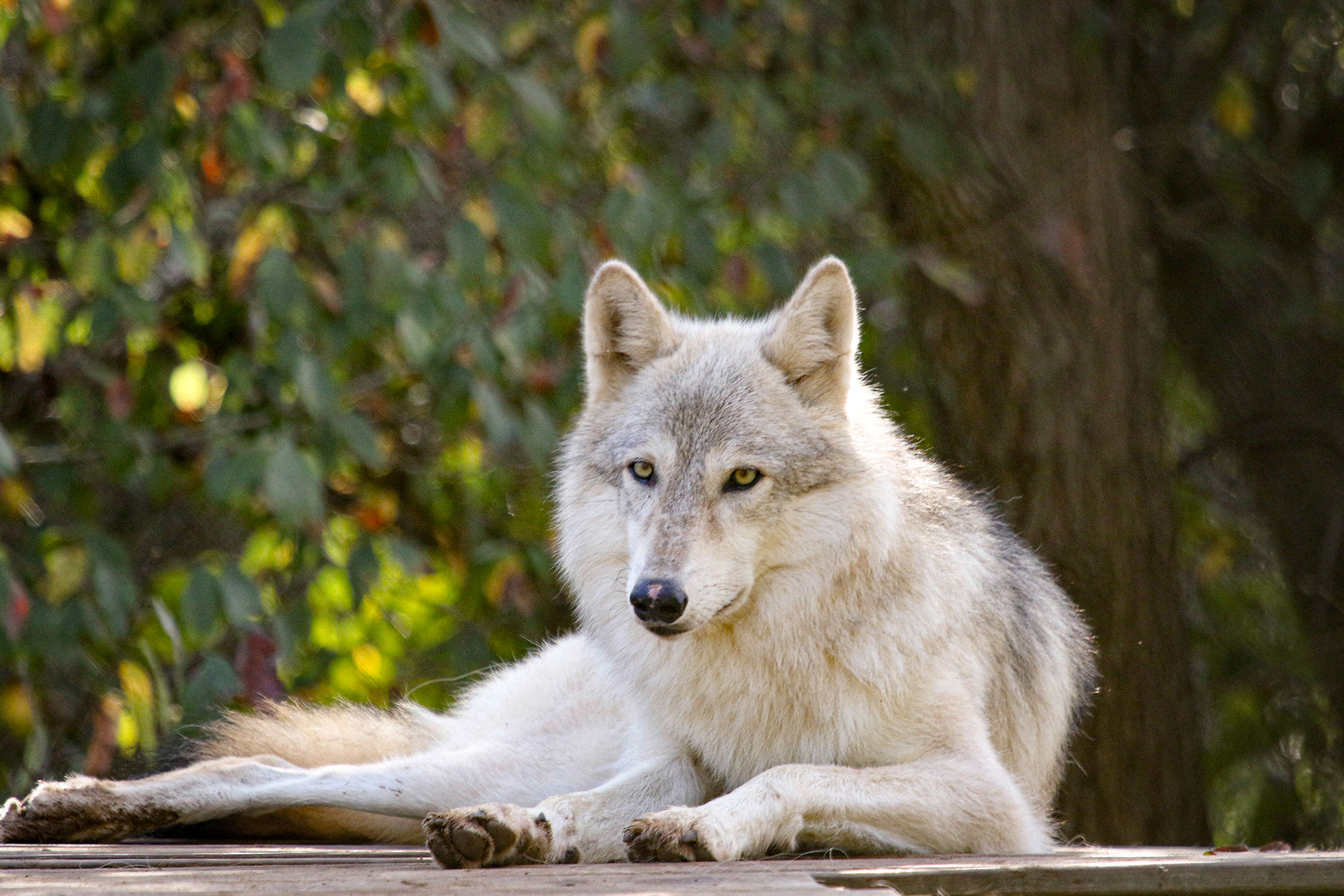 Saint Francis Wolf Sanctuary Offers Chance to Camp with Wolves