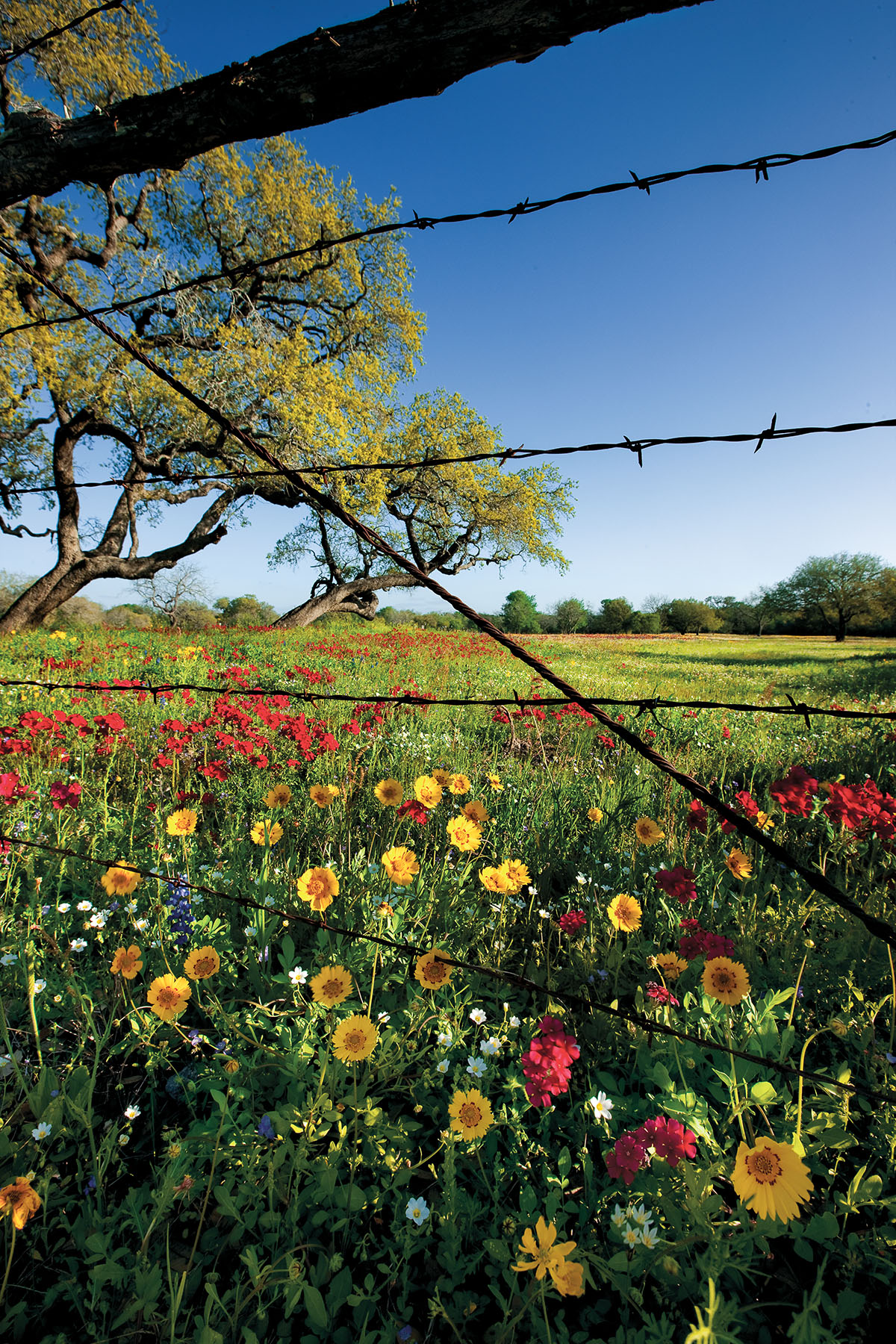 Cuero's Fight to Revive Its Texas Wildflower Population