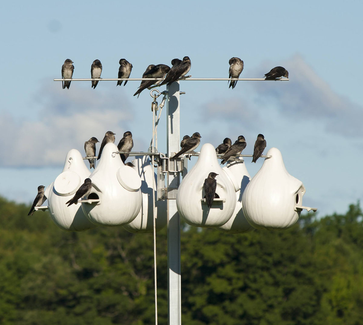 The Purple Martin Is Texas' Latest Aerial Obsession