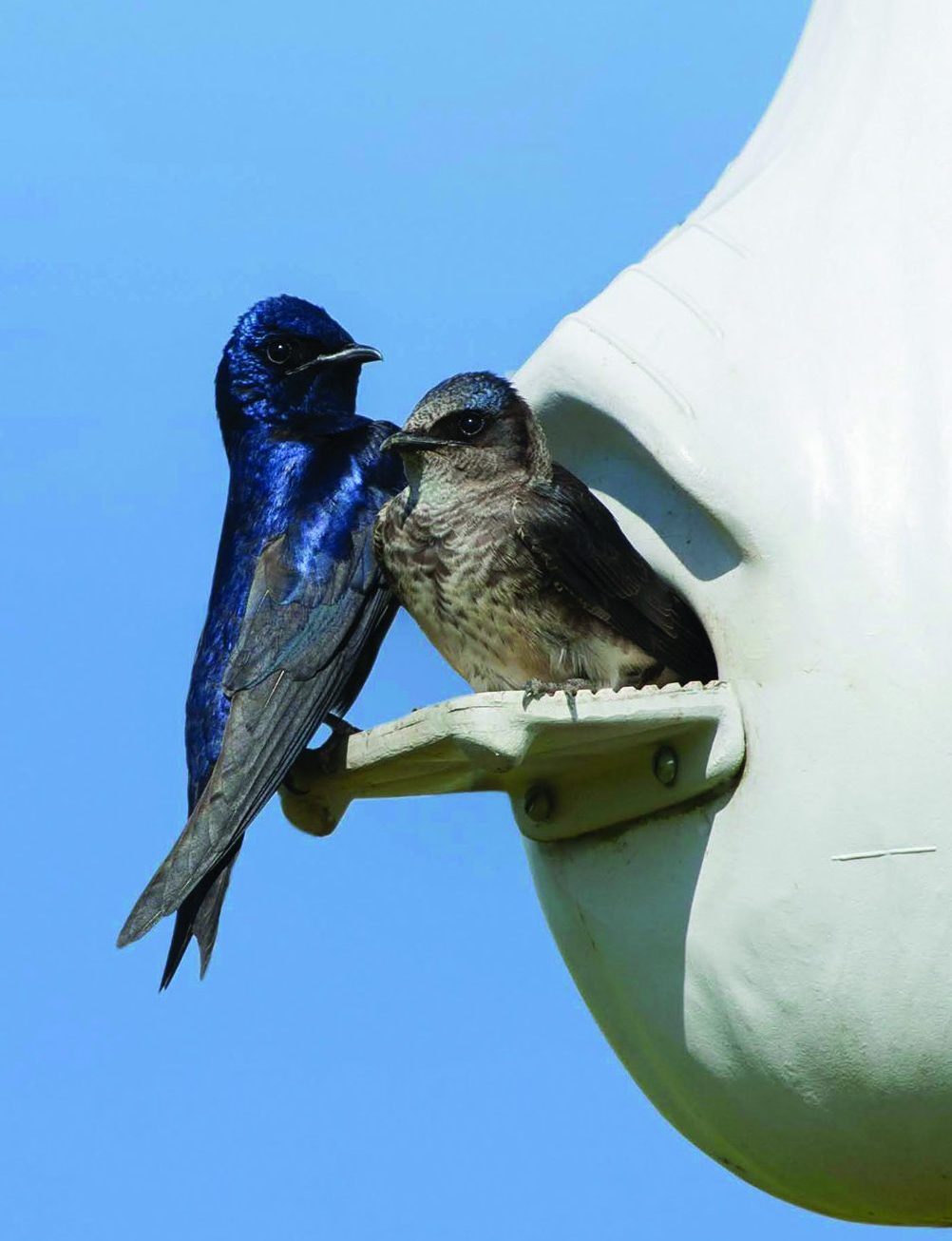 The Purple Martin Is Texas' Latest Aerial Obsession
