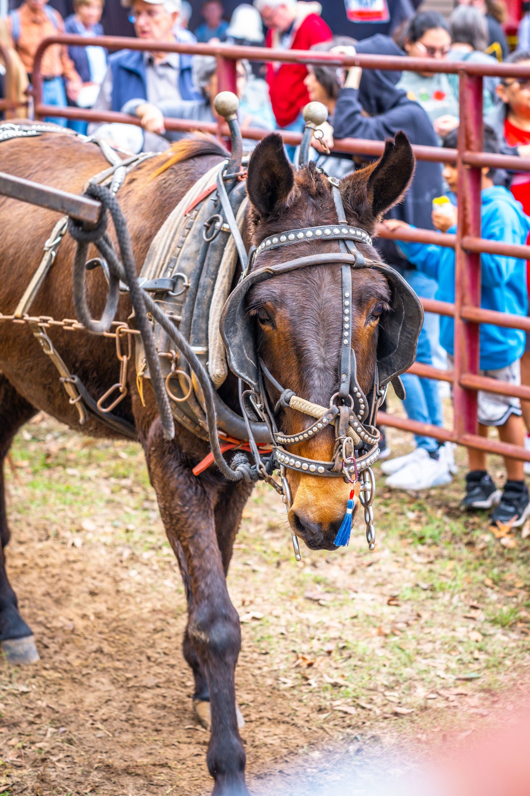 Life Is Sweet in the Syrup Capital of Texas