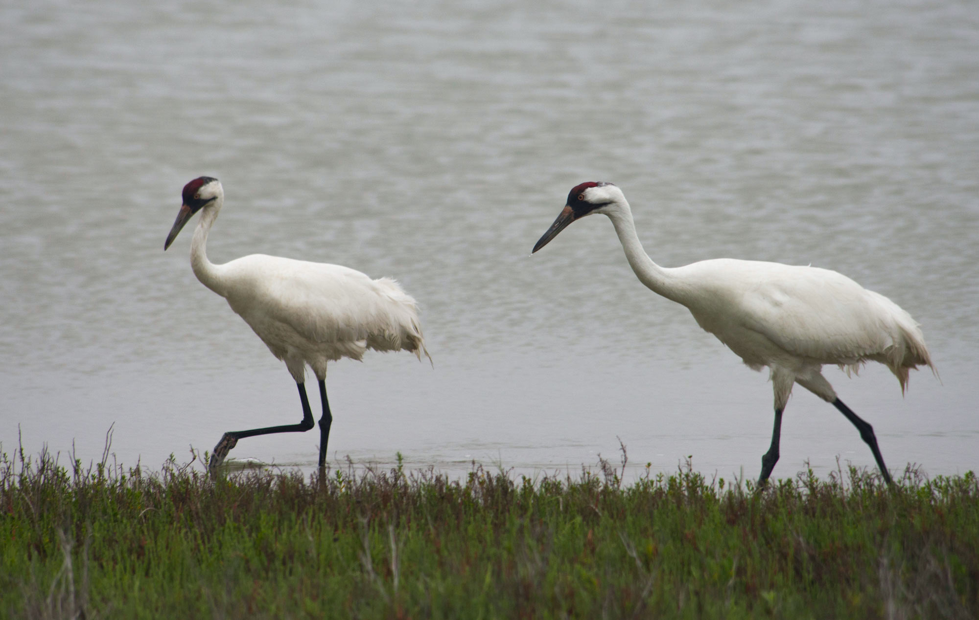 The Majestic Whooping Crane Returns to Its Winter Home in Texas
