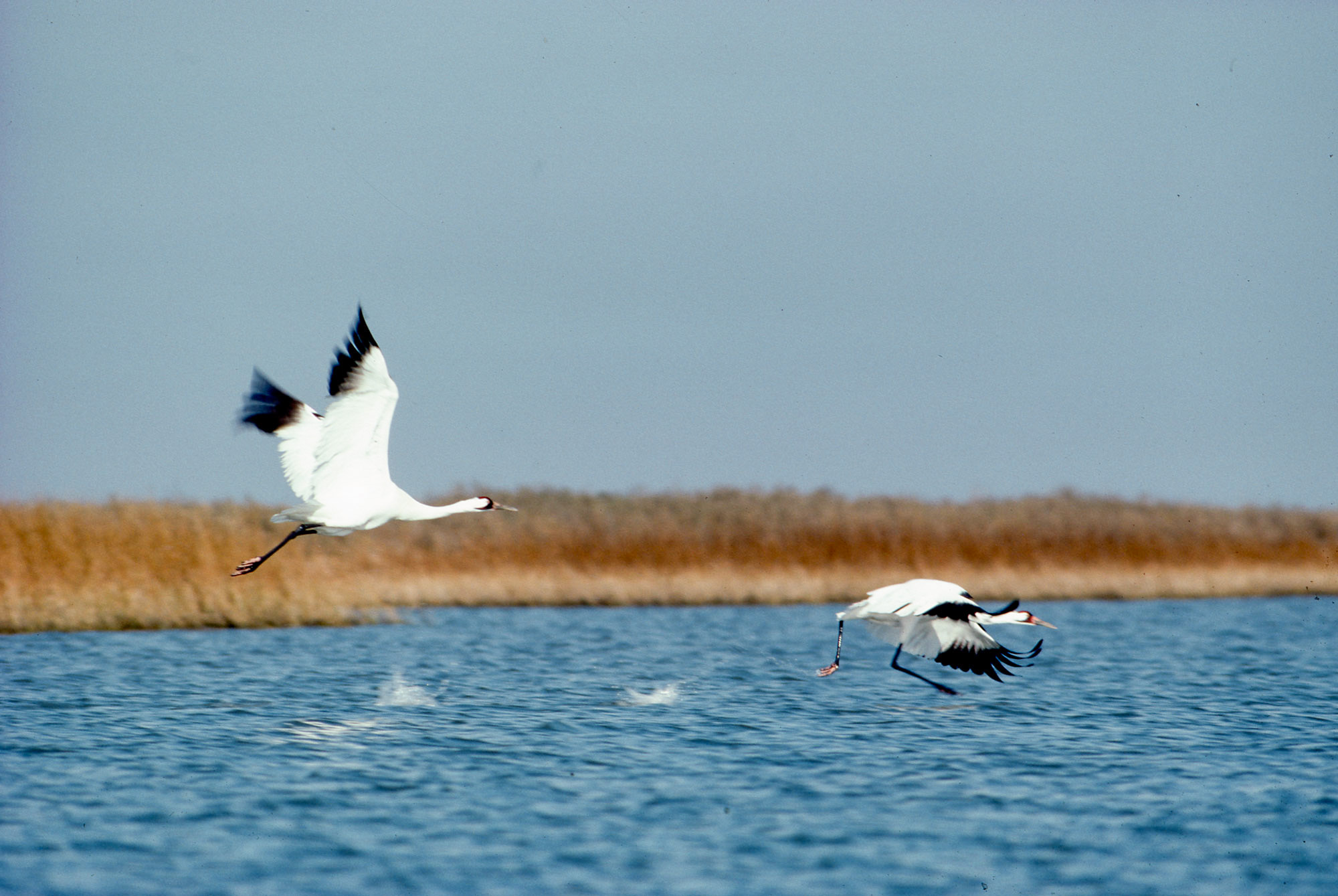 The Majestic Whooping Crane Returns to Its Winter Home in Texas