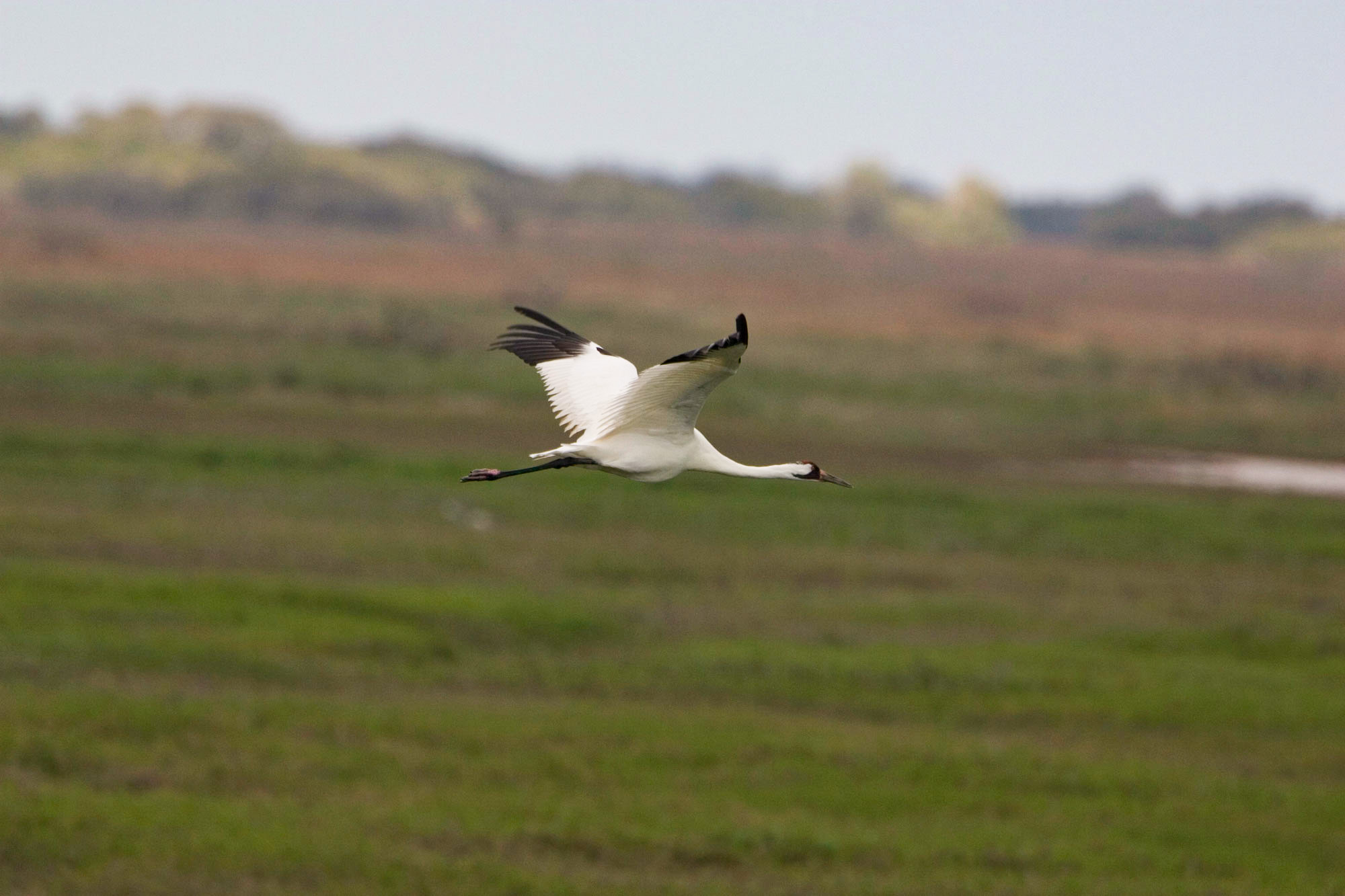 The Majestic Whooping Crane Returns to Its Winter Home in Texas