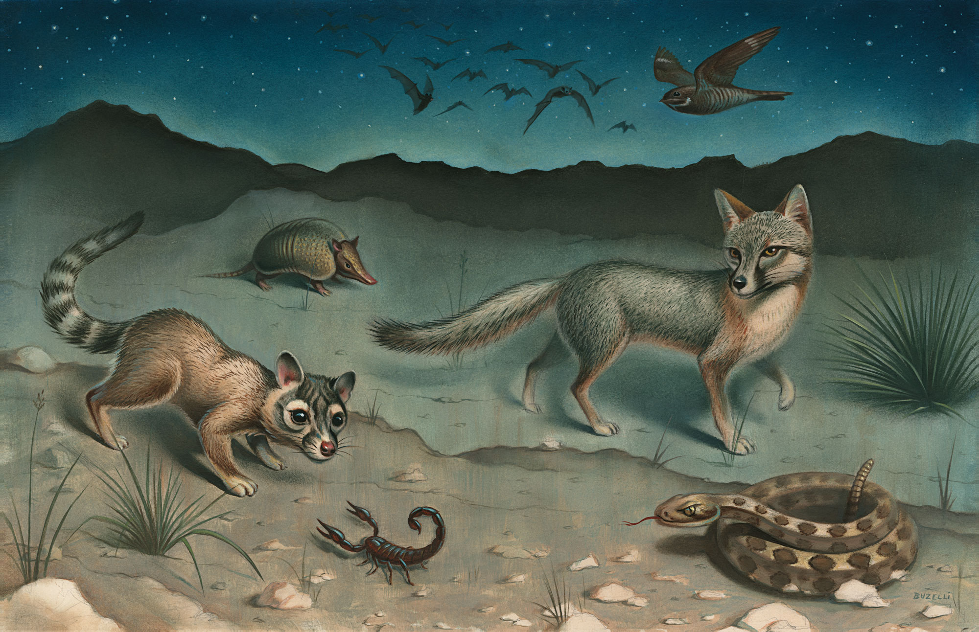 Seven Texas Critters to Look Out for at Night