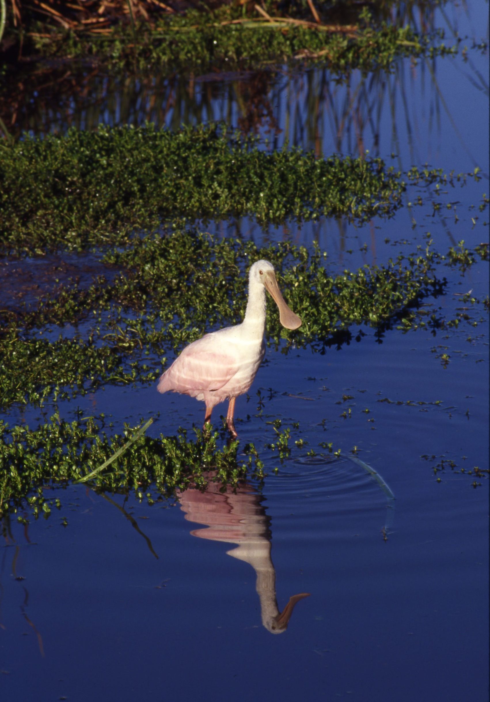 Texas Spring Brings a Bounty of Birds